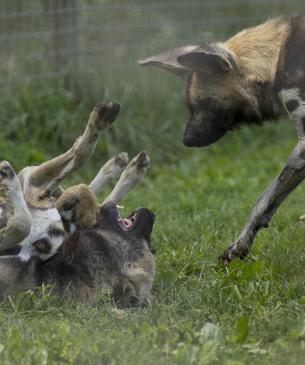 Carnivore Conservation Tour | The Wilds